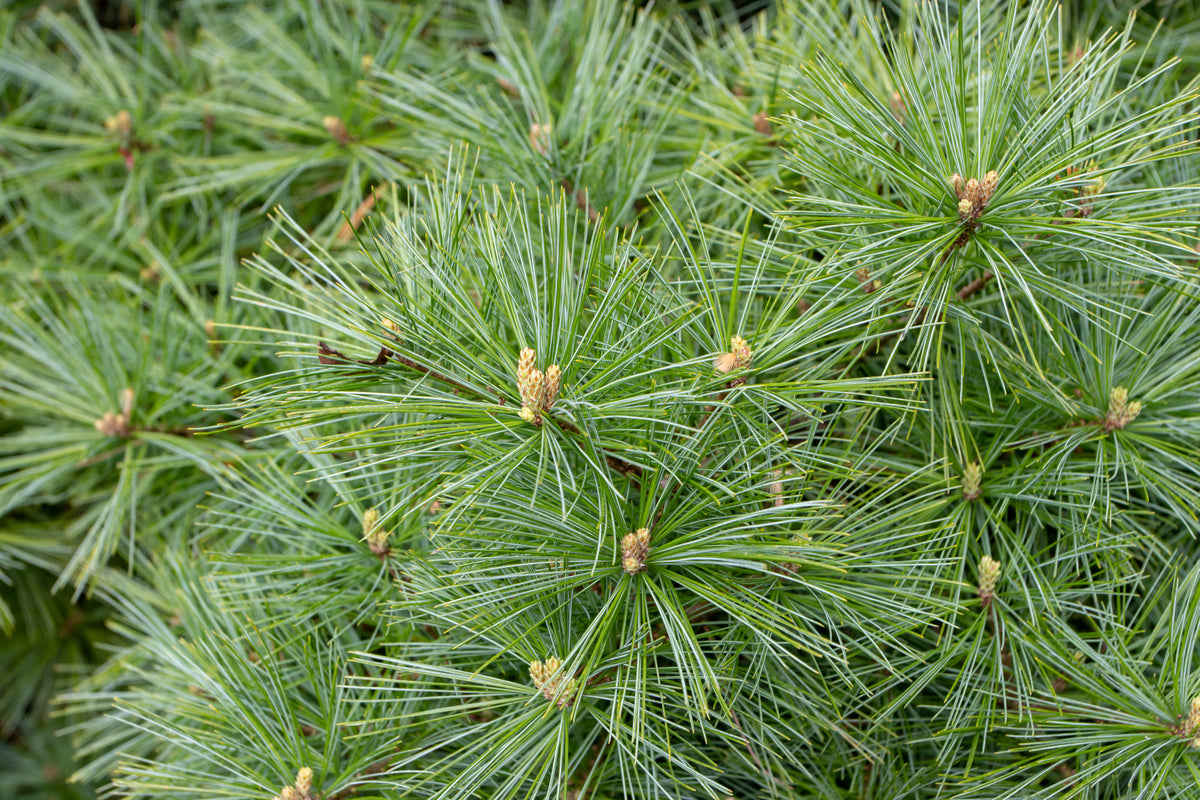 White Pine Medical